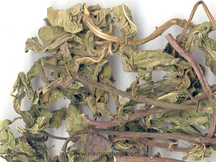 Chinese Mint (Bo He) – HerbalShop