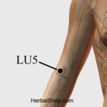 Acupressure Point GV14 (also known as DU-14) – HerbalShop