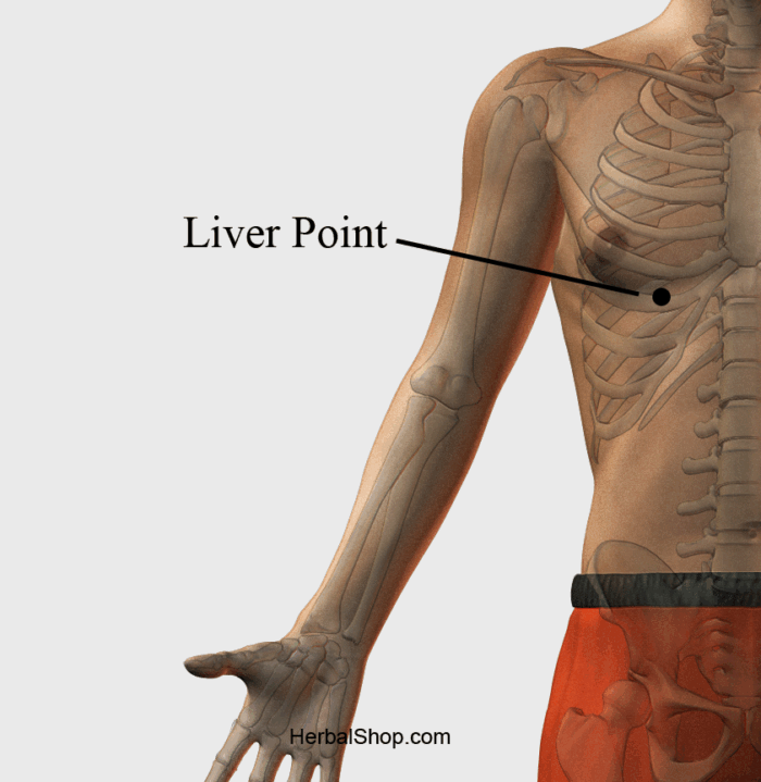 Acupressure Point Liver Point – HerbalShop
