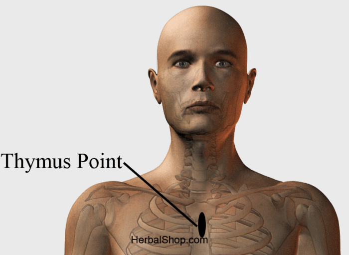 Acupressure Point Thymus point – HerbalShop