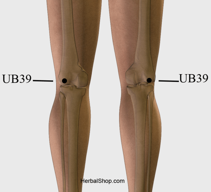 Acupressure Point UB48 (also known as BL-48) – HerbalShop